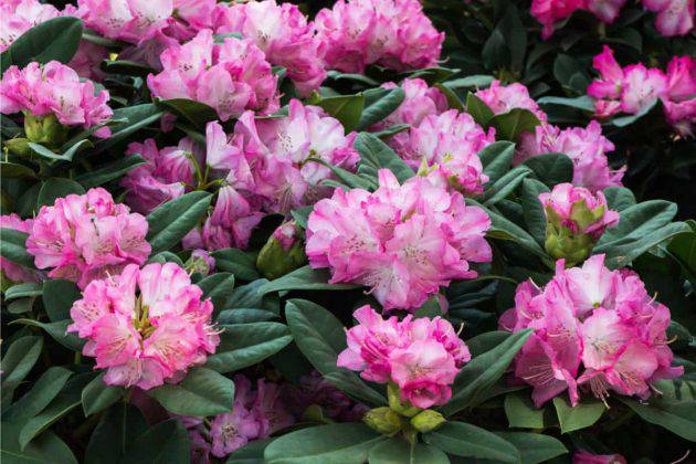 Conca dei Rododendri: le passeggiate guidate all'Oasi Zegna